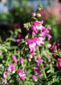 Dividing Perennials - Sky Nursery