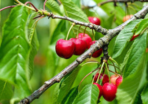 What's a Rootstock? Grafted Fruit Tree Basics - Sky Nursery