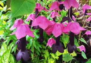 Annual and Container Accent Plants - Sky Nursery