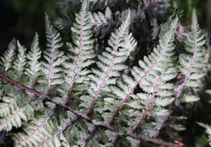 Perennials Ground Covers & Grasses - Sky Nursery