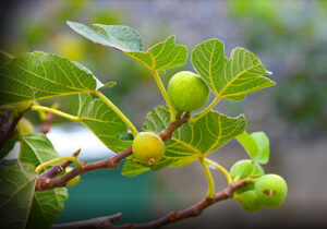 Fruit Trees & Berries - Sky Nursery