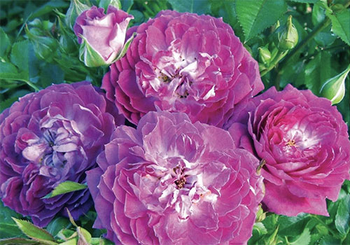 New 2025 Rose Varieties for NW Gardeners - Sky Nursery