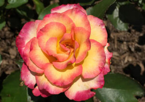 New 2025 Rose Varieties for NW Gardeners - Sky Nursery